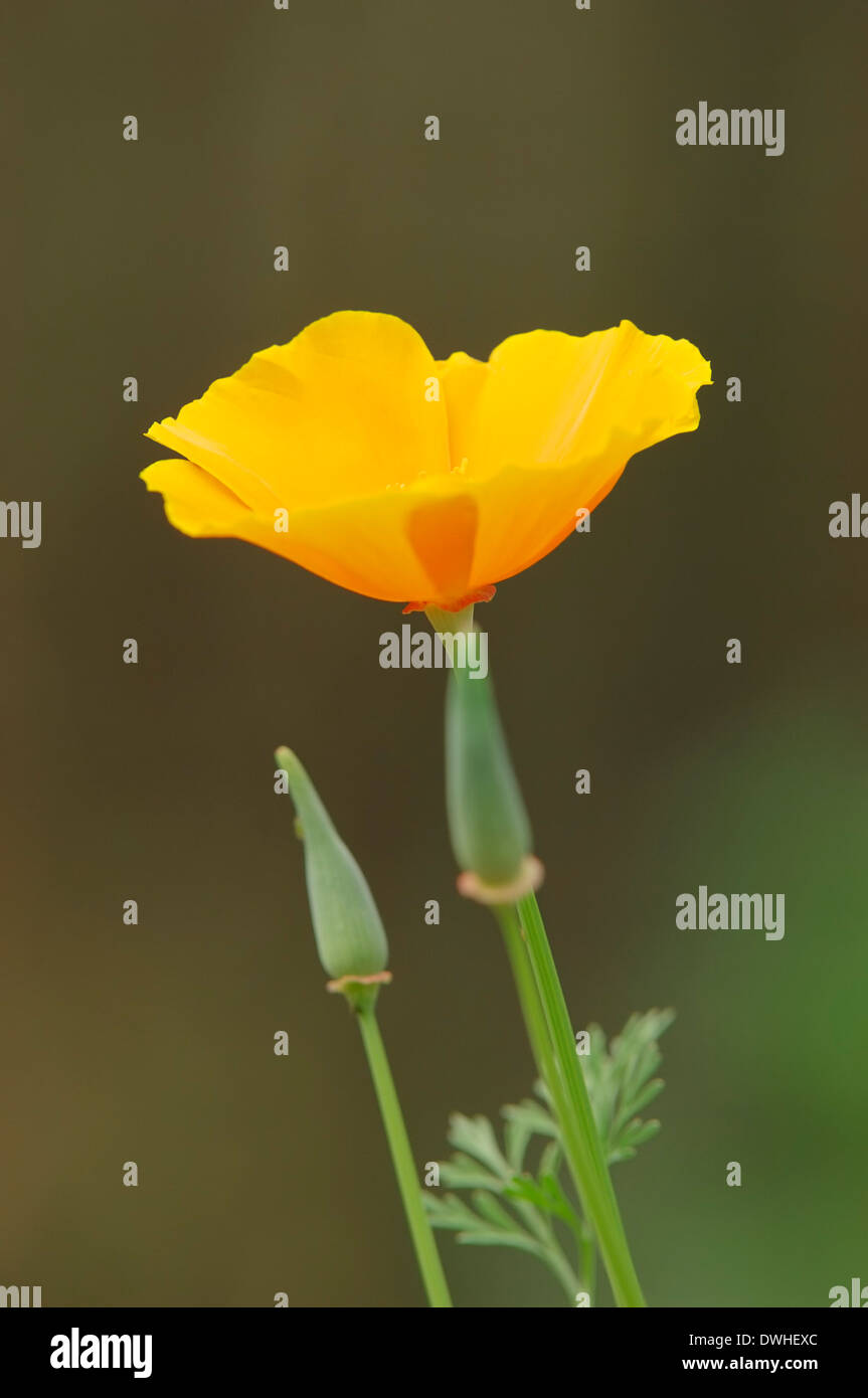 Golden poppy hi-res stock photography and images - Alamy