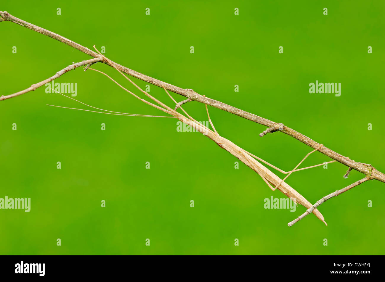 Sipyloidea sipylus hi-res stock photography and images - Alamy