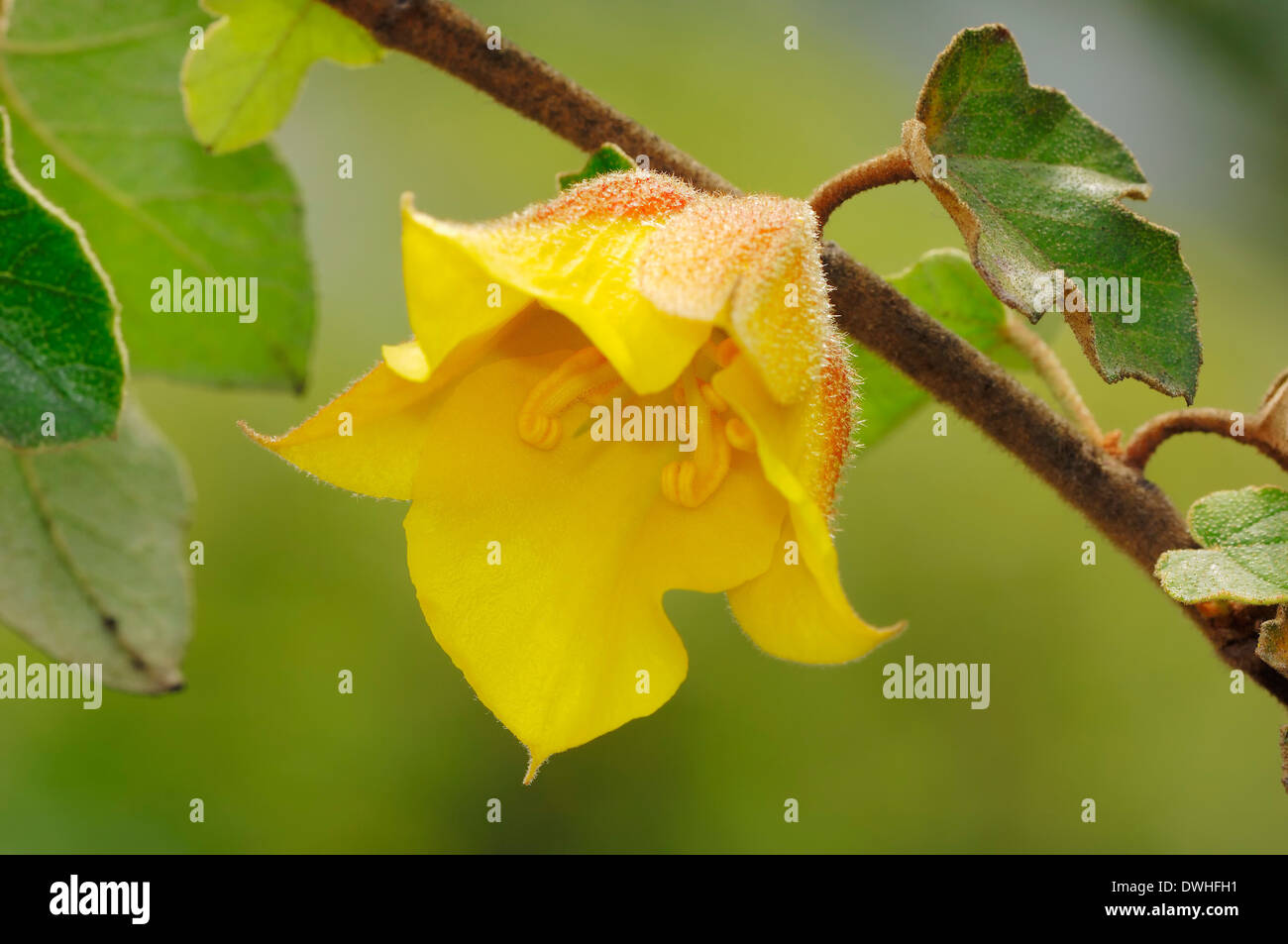 Fremontodendron californicum hi-res stock photography and images - Alamy