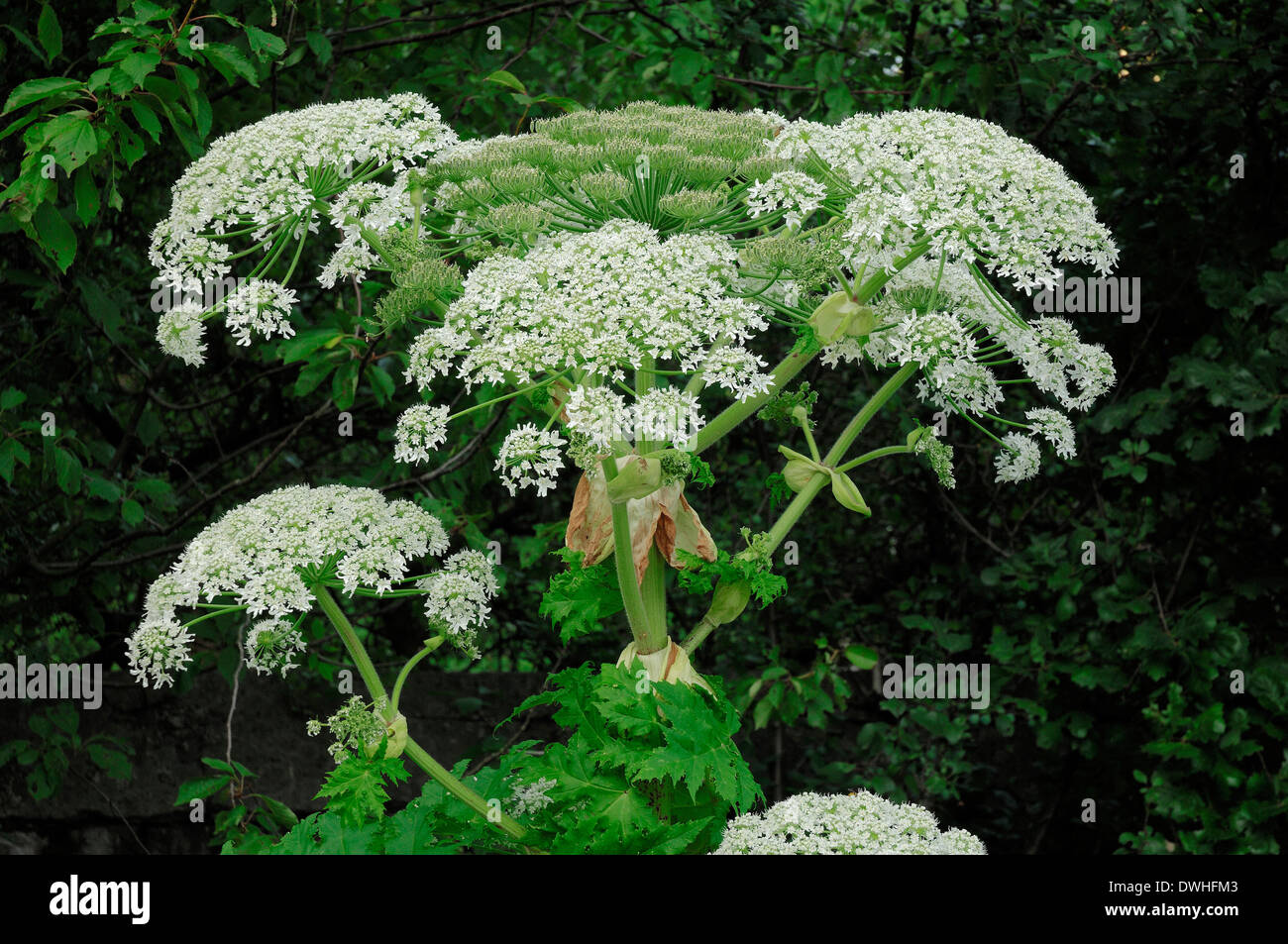 Giant Hogweed Cow Parsnip Identification