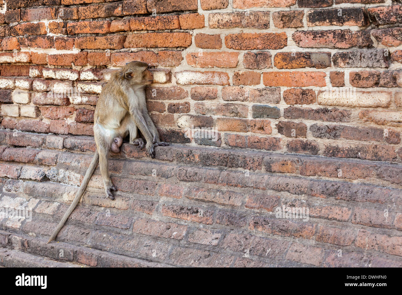 monkey sit on the wall Stock Photo - Alamy
