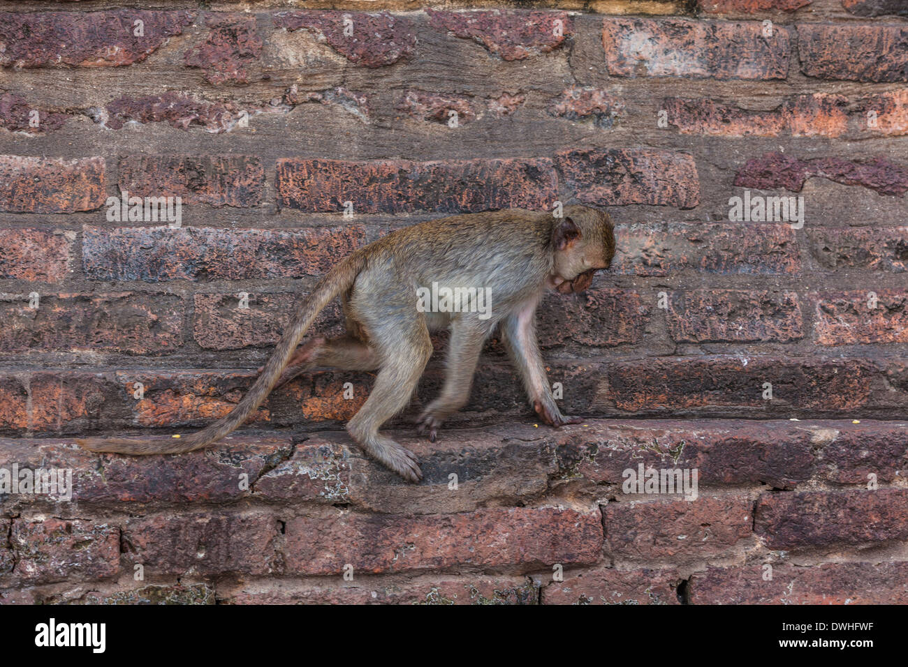 monkey run on the wall of the temple Stock Photo - Alamy