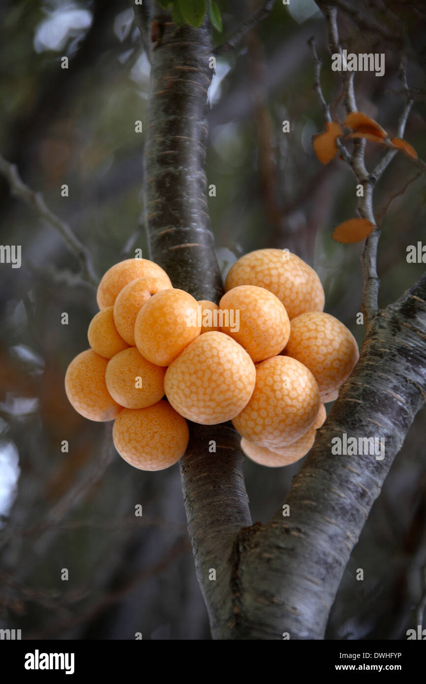 Indian bread (cyttaria darwinii) hi-res stock photography and images ...