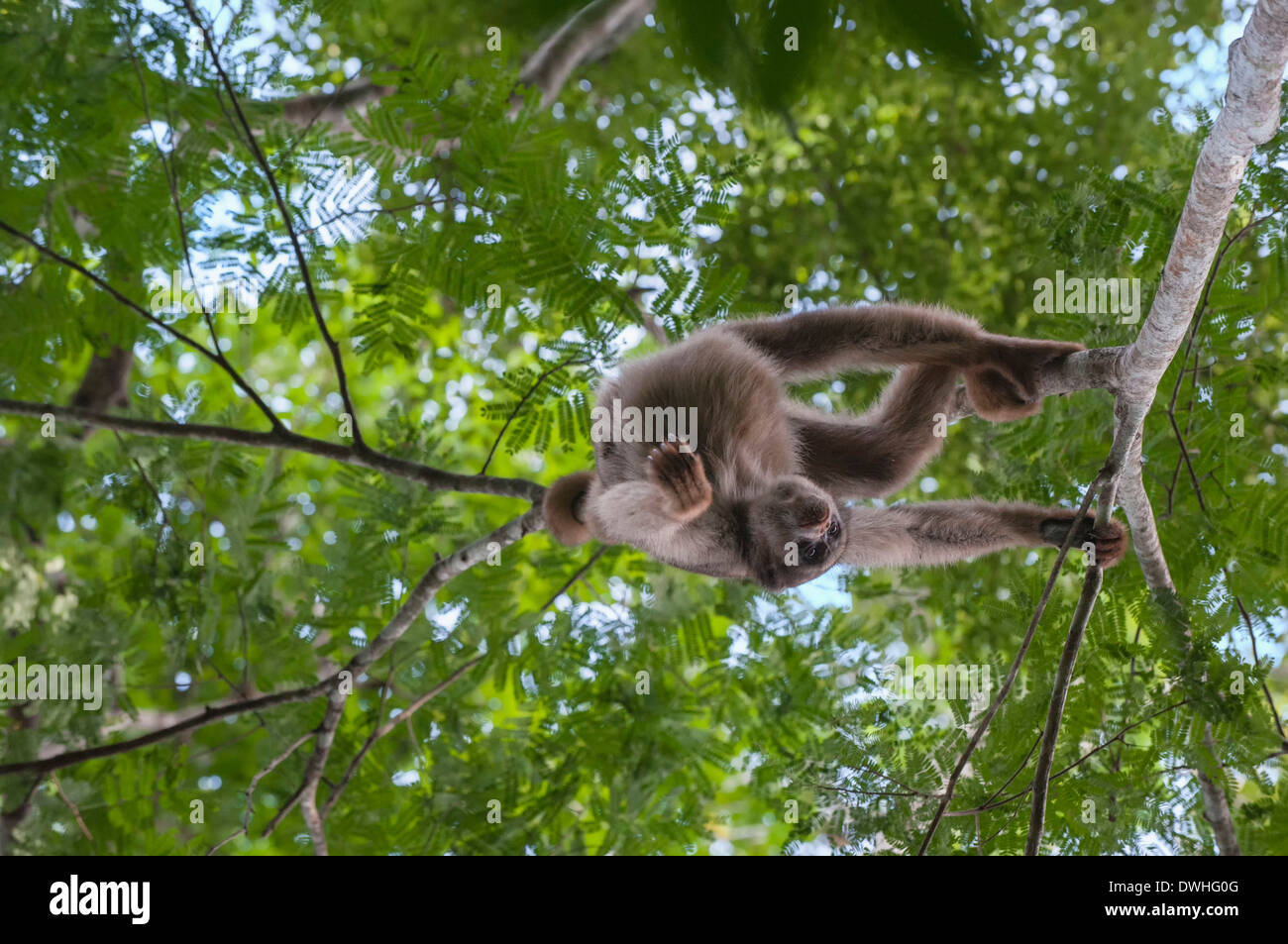 Muriqui brazil hi-res stock photography and images - Alamy