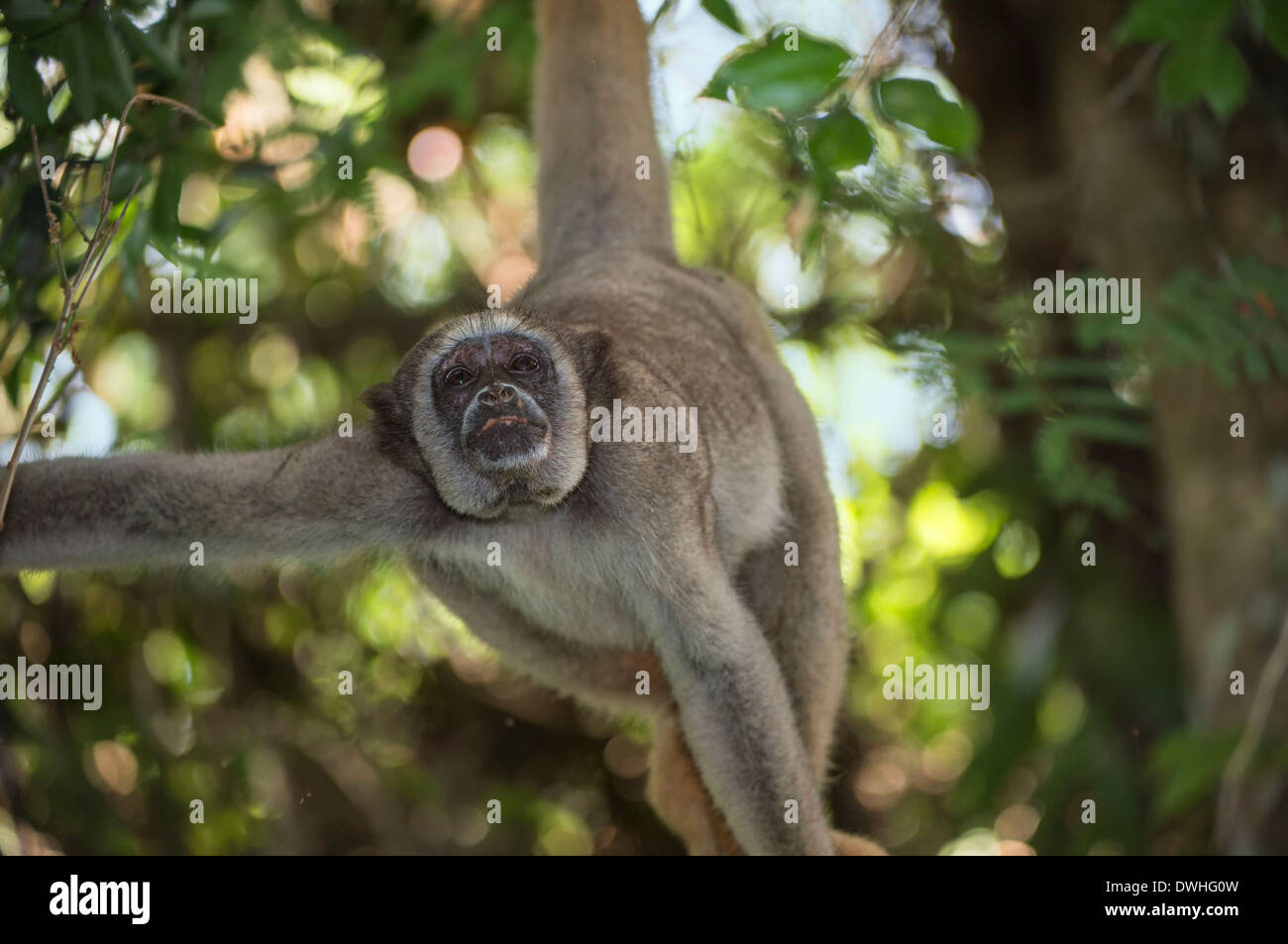 Muriqui brazil hi-res stock photography and images - Alamy