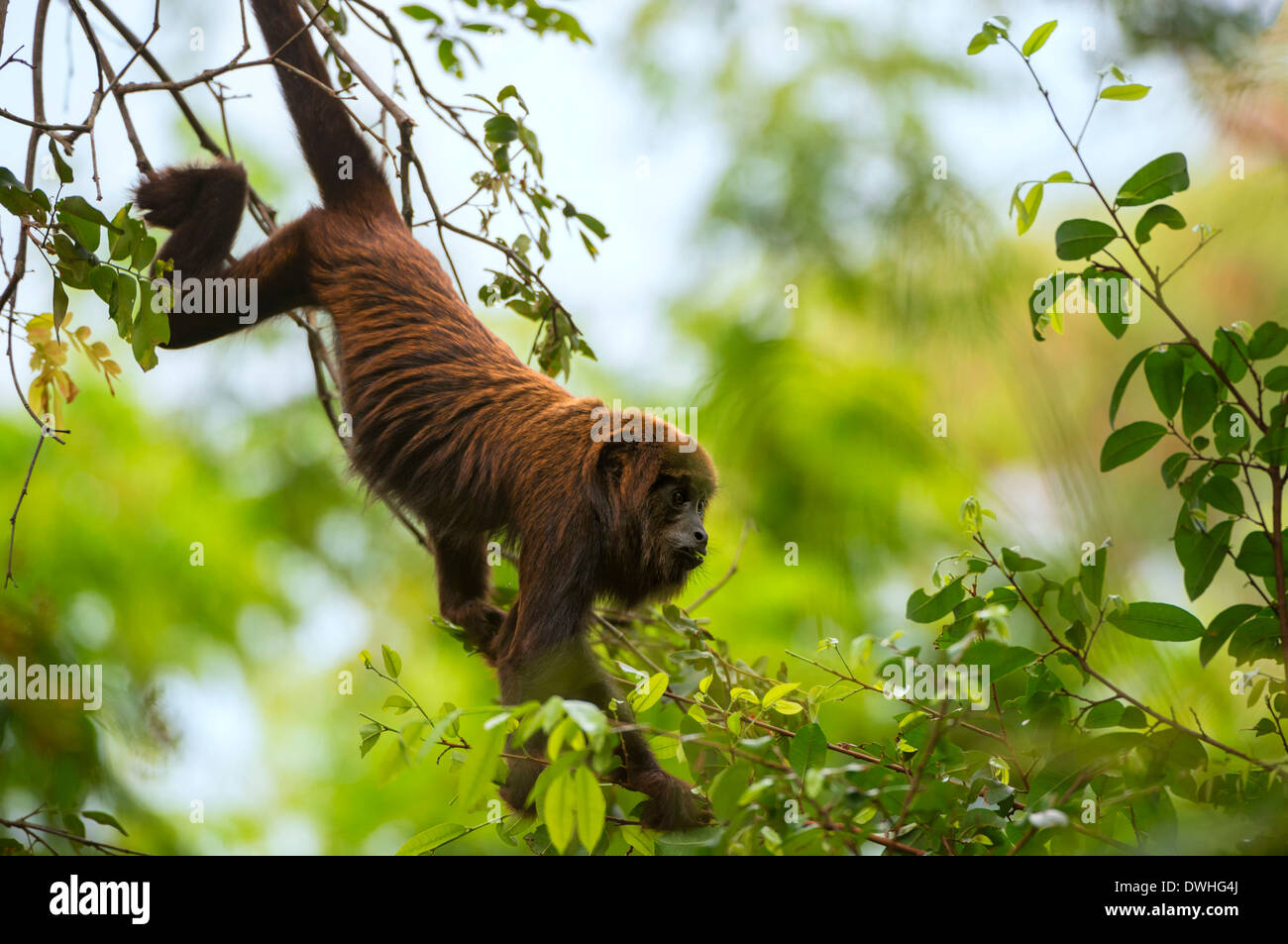 Howler monkey hi-res stock photography and images - Alamy