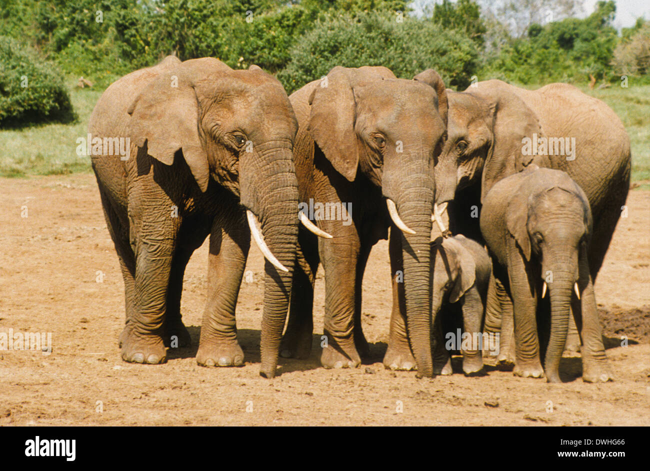 African elephant family, Samburu Reserve, Kenya, Africa Stock Photo - Alamy