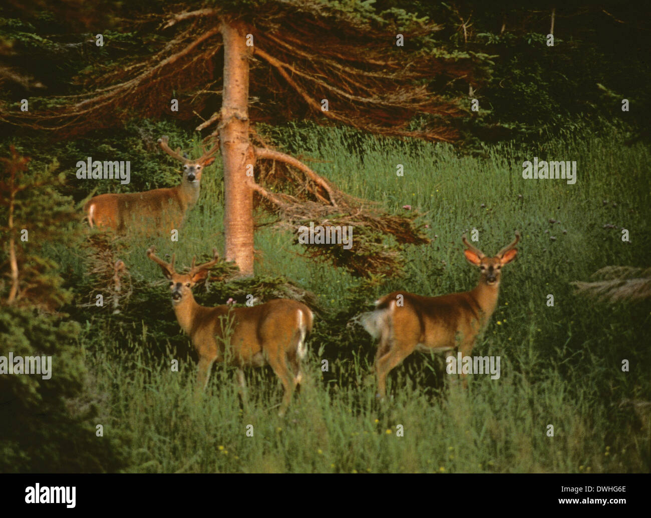 Trio of whitetail deer and spruce tree, Anticosti Island, Quebec ...