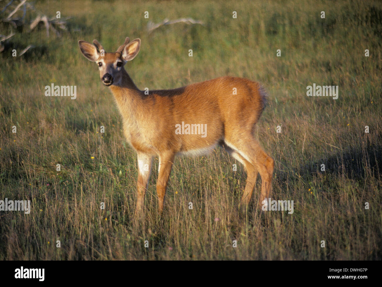 Young whitetail deer in field, Anticosti Island, Quebec, Canada Stock ...