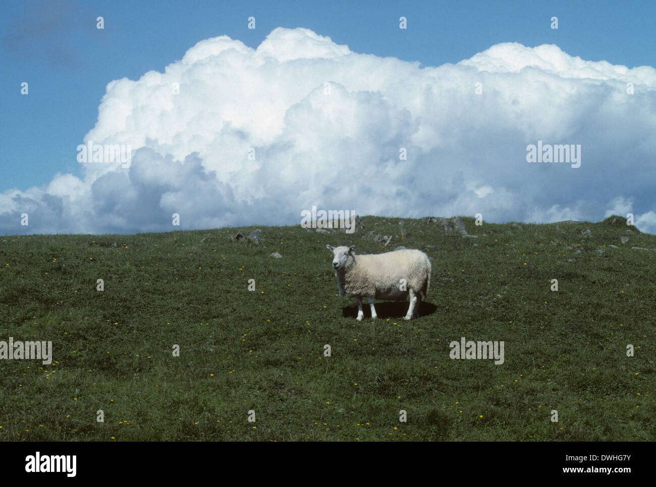 Newfoundland sheep hi-res stock photography and images - Alamy