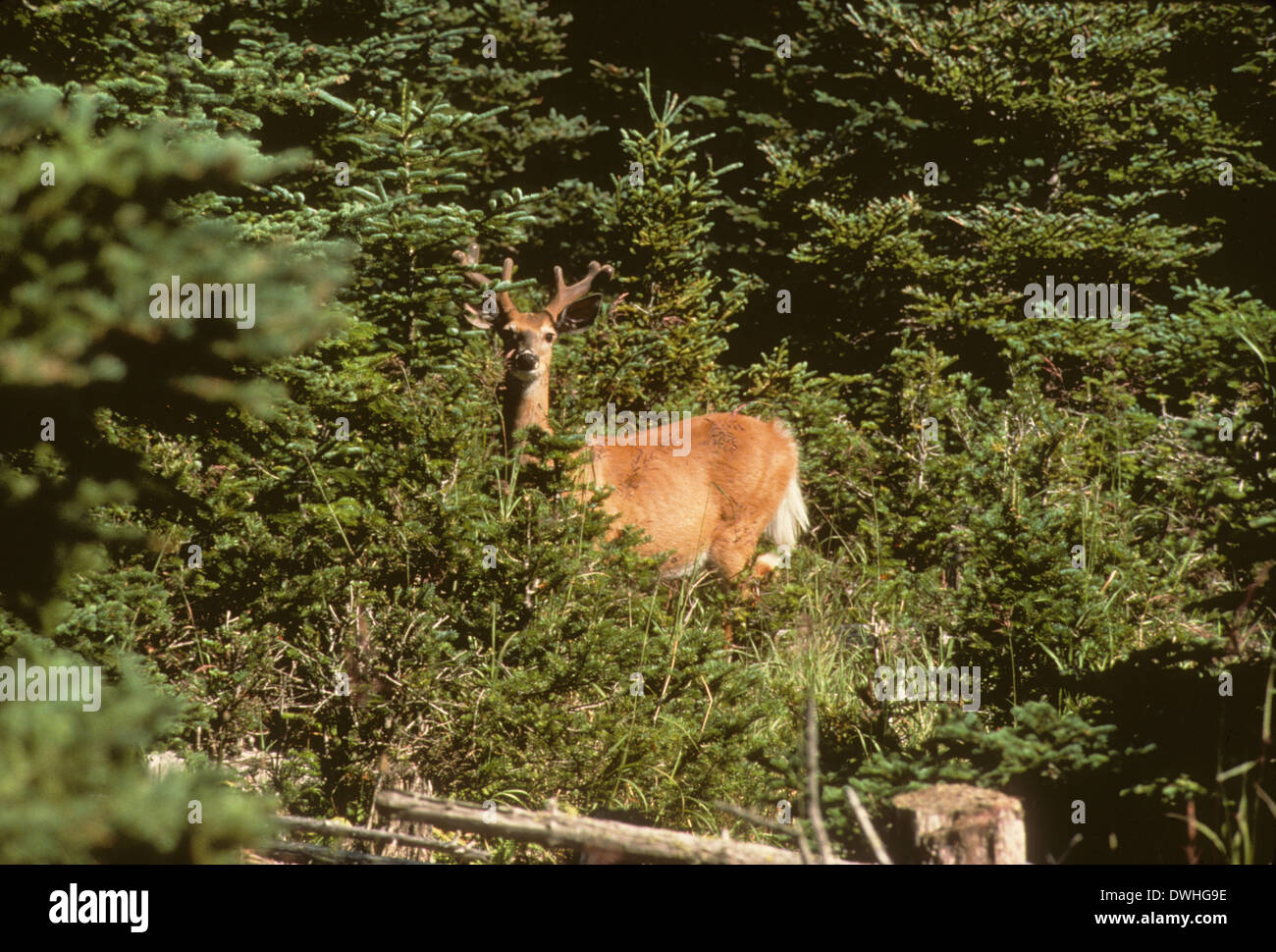 Whitetail buck in spruce forest, Anticosti Island, Quebec, Canada Stock ...