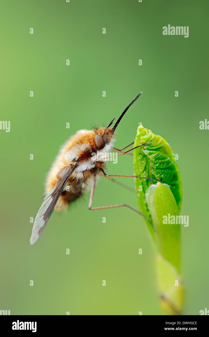 Diptera insekten hi-res stock photography and images - Alamy