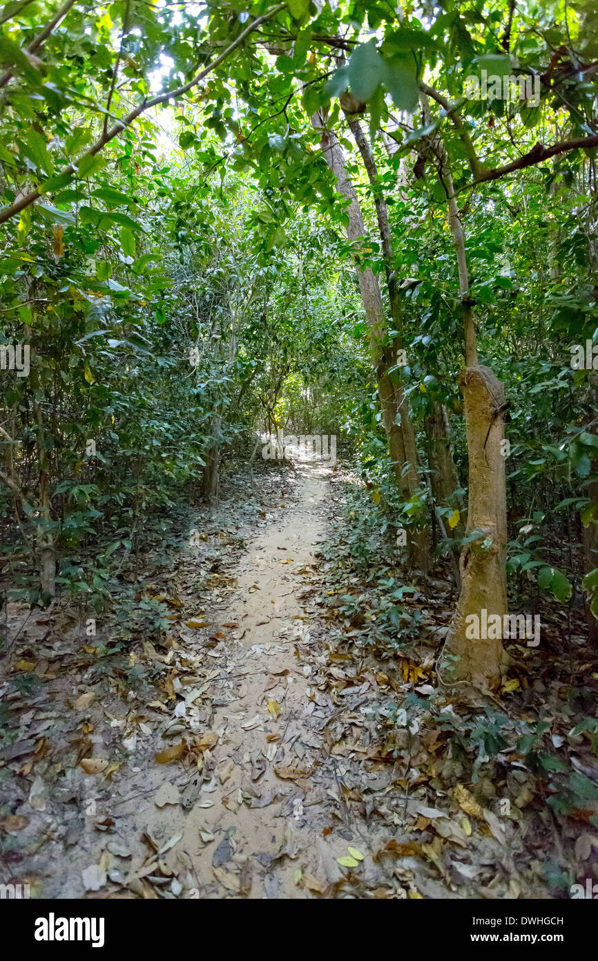 Koh samet jungle hi-res stock photography and images - Alamy