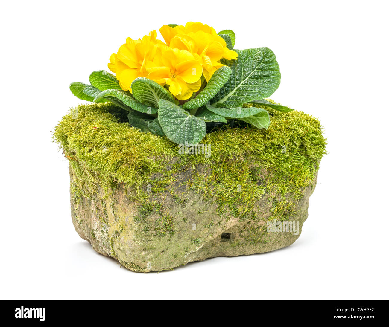 Spring container primrose hi-res stock photography and images - Alamy
