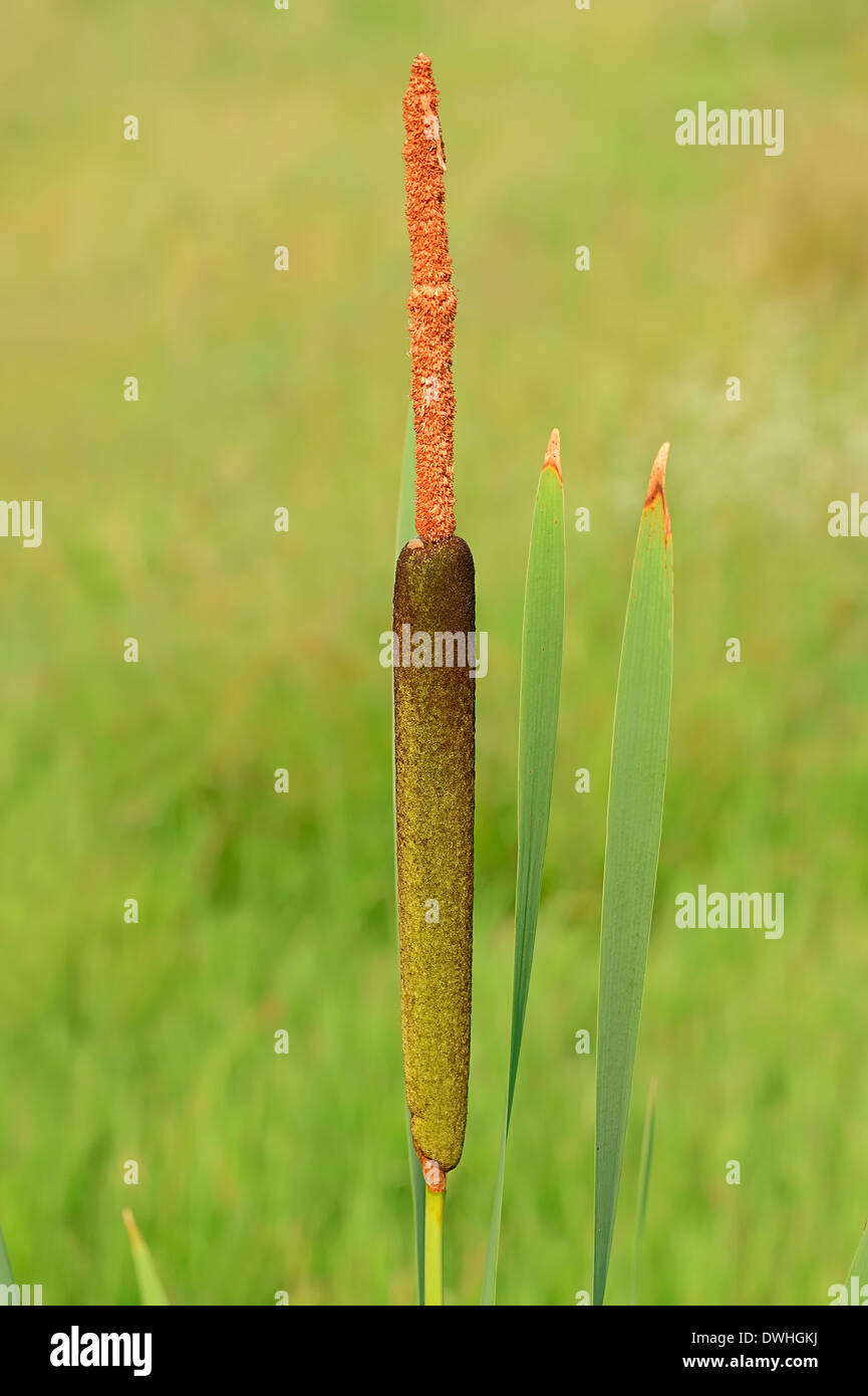 Rohrkolbengewaechse hi-res stock photography and images - Alamy