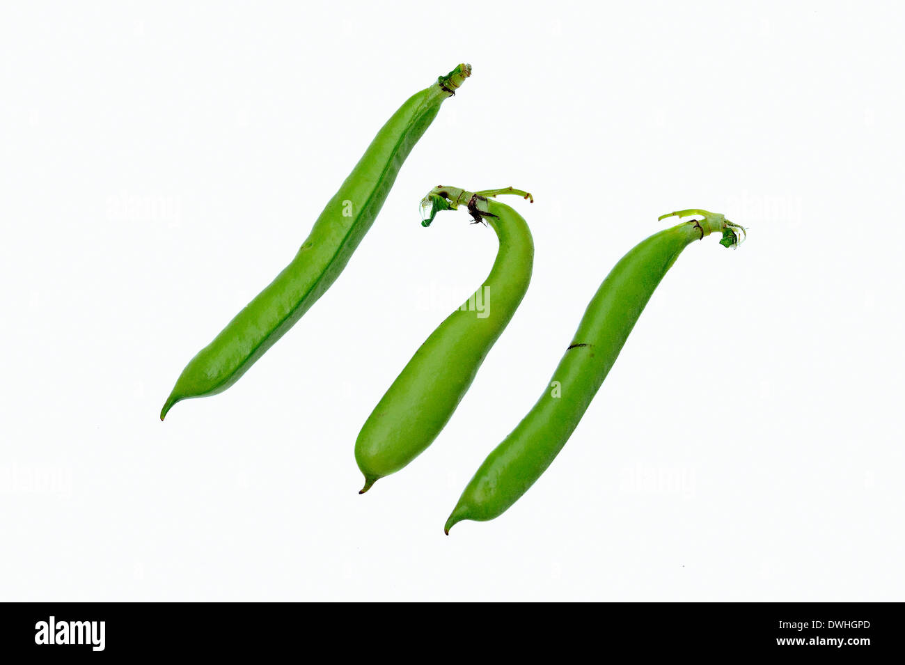 Broad Bean, Fava Bean, Faba Bean, Horse Bean, Field Bean or Tic Bean ...