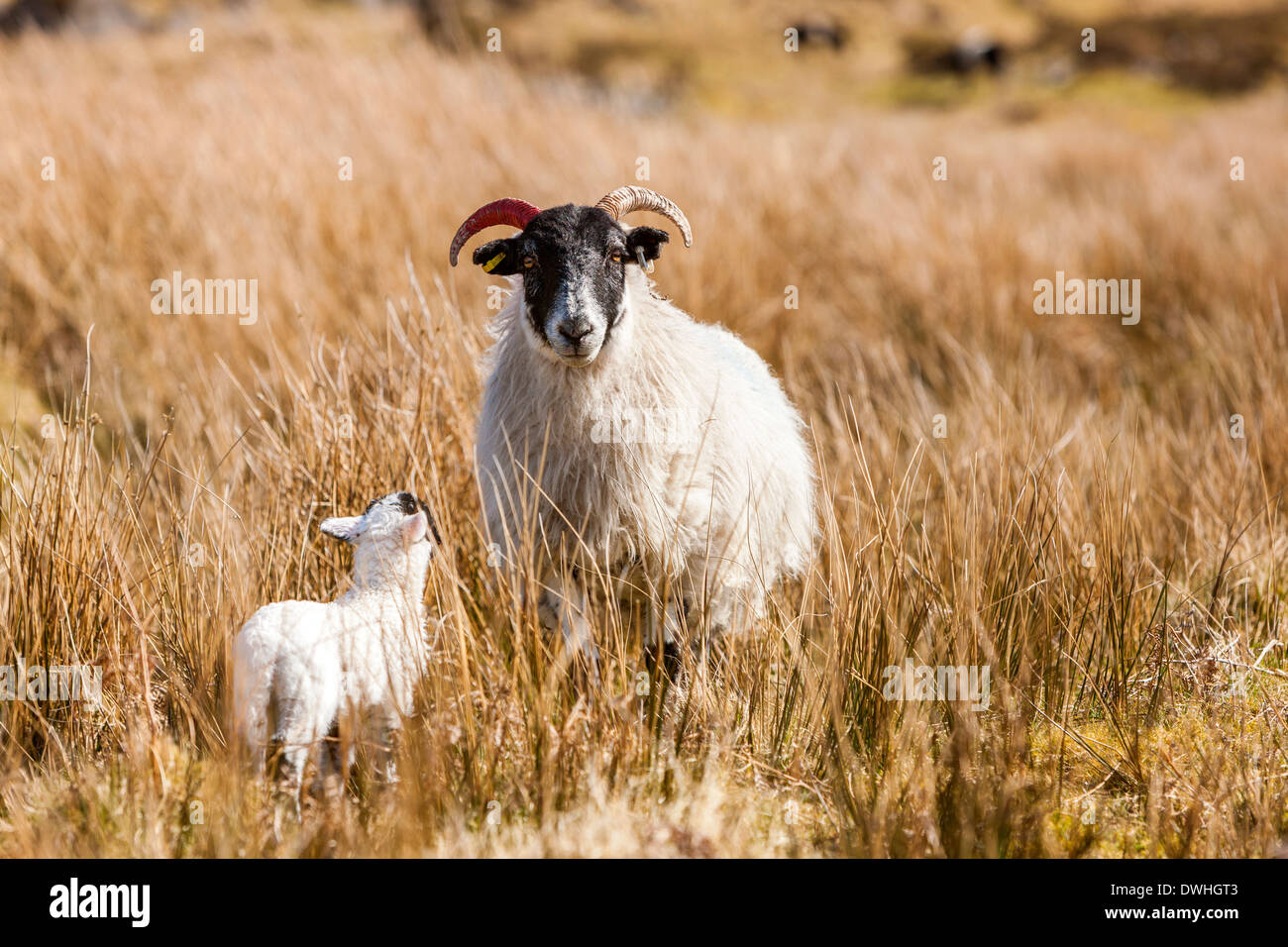Sheep and lamb in Taw Marsh, Dartmoor National Park, Belstone, West ...