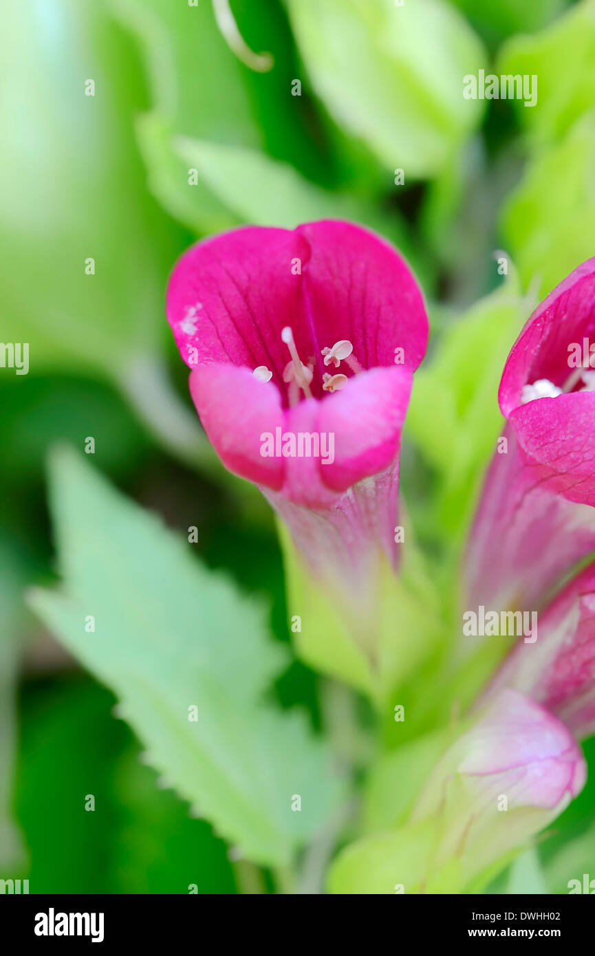 Creeping Gloxinia or Mexican Twist (Lophospermum purpusii, Asarina ...