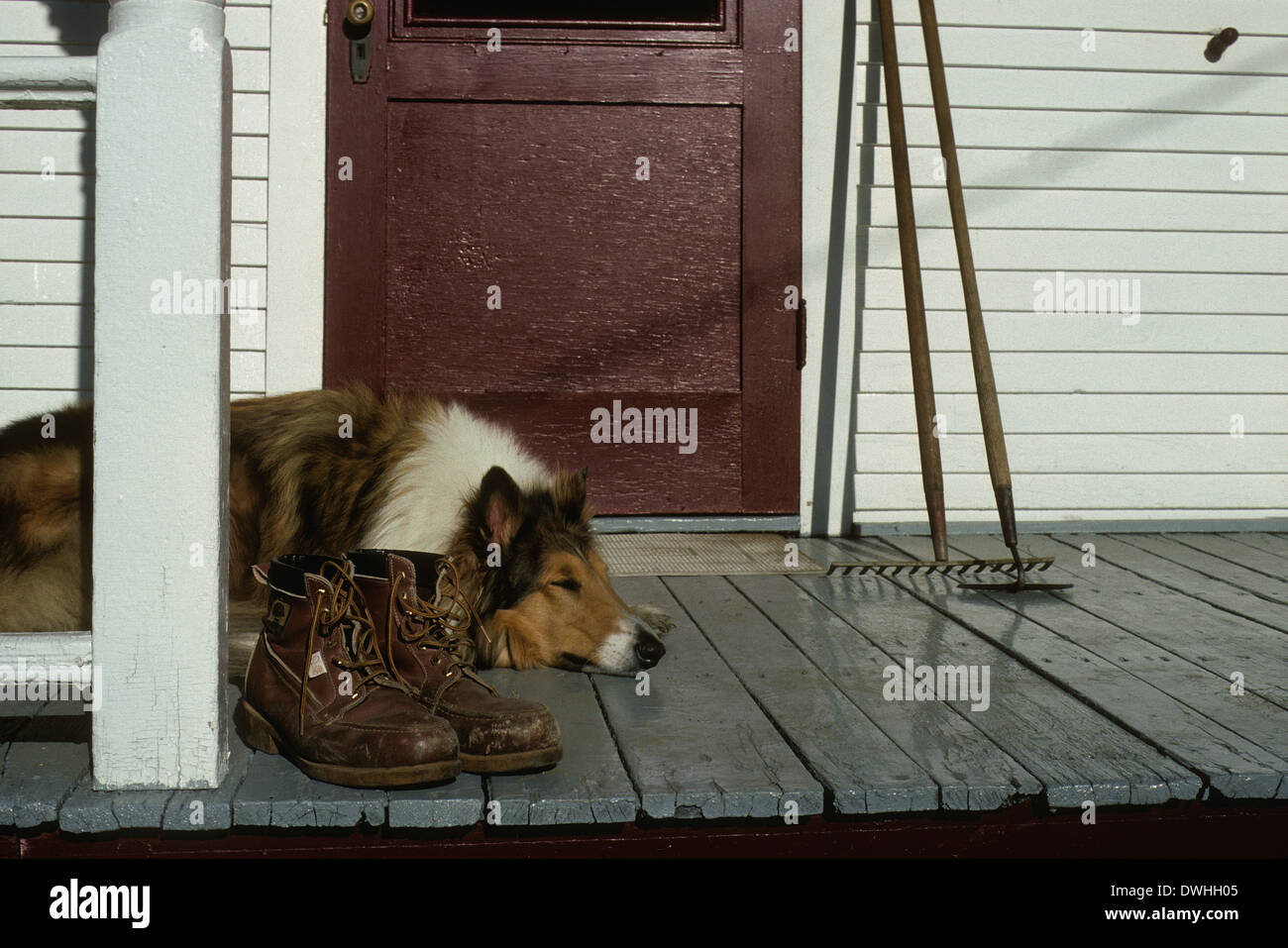 Collie dog lying on farmhouse porch, Beebe, Quebec, Canada Stock Photo ...