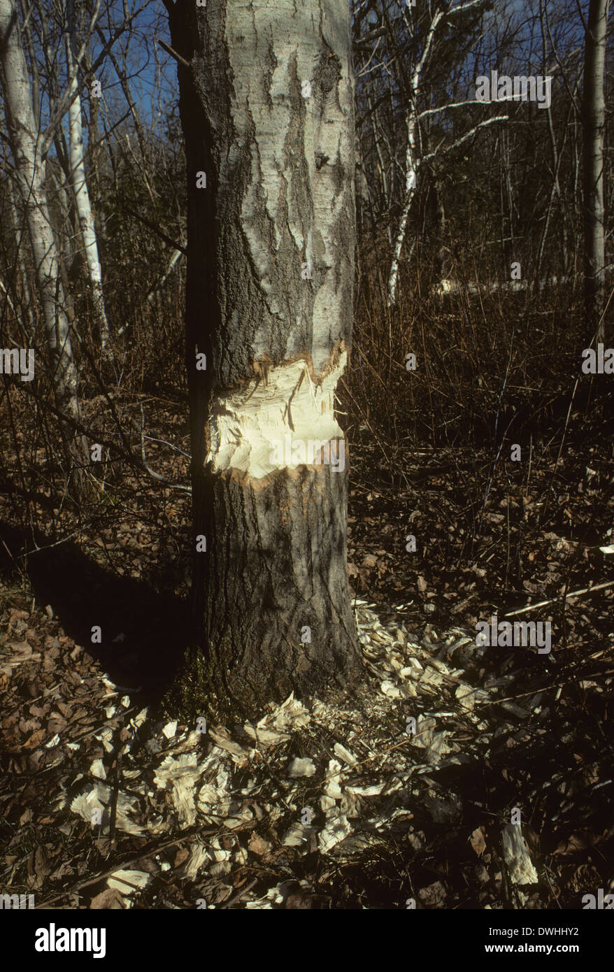 Beaver wood shavings hi-res stock photography and images - Alamy