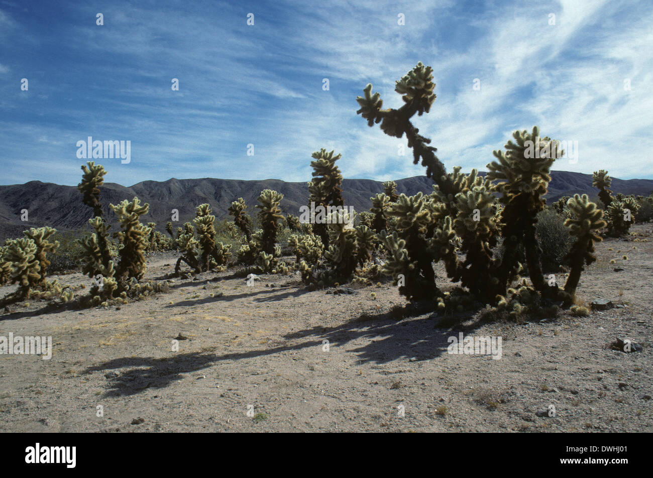 Bigelow Cholla cacti, Joshua Tree National Monument, California, USA ...