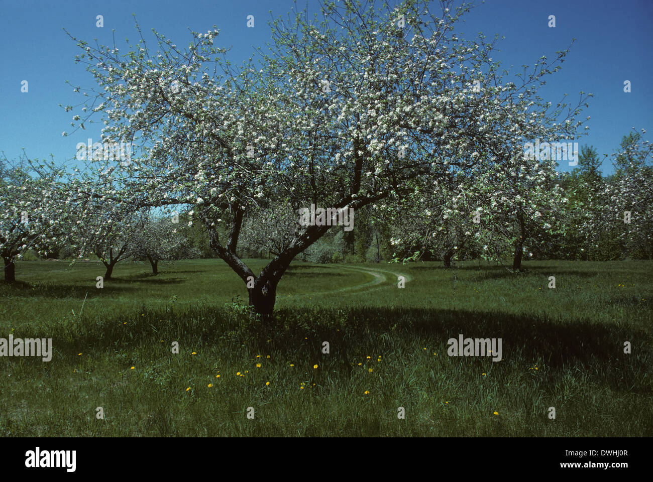 Apple orchard in full blossom, Beebe, Quebec, Canada Stock Photo - Alamy