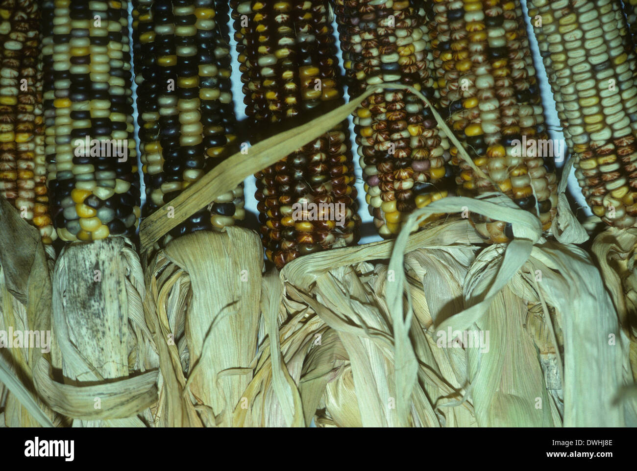 Multi-colored Indian corn cobs, Royal Winter Fair, Toronto, Ontario ...