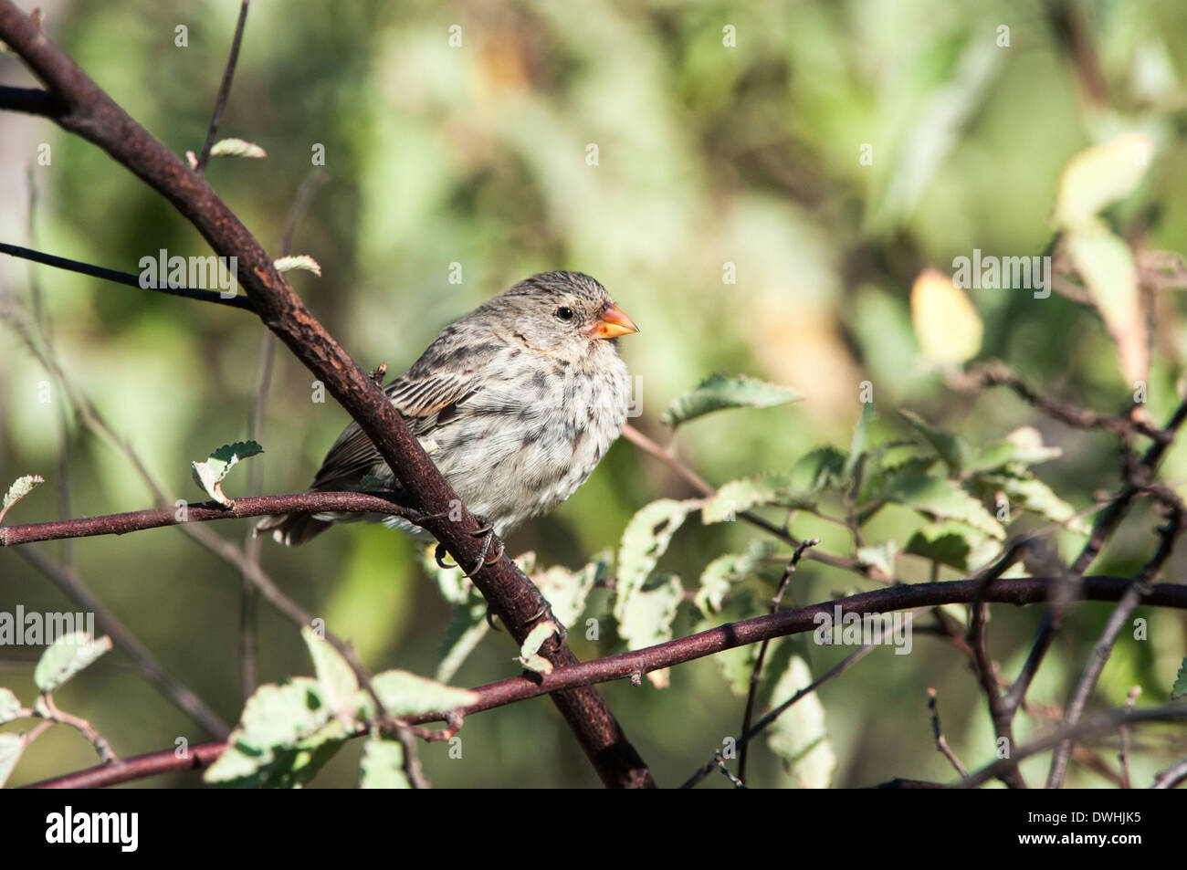Galapagos Medium Ground-Finch Stock Photo - Alamy