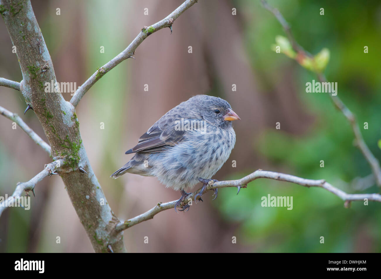 Small Tree Finch Stock Photo - Alamy