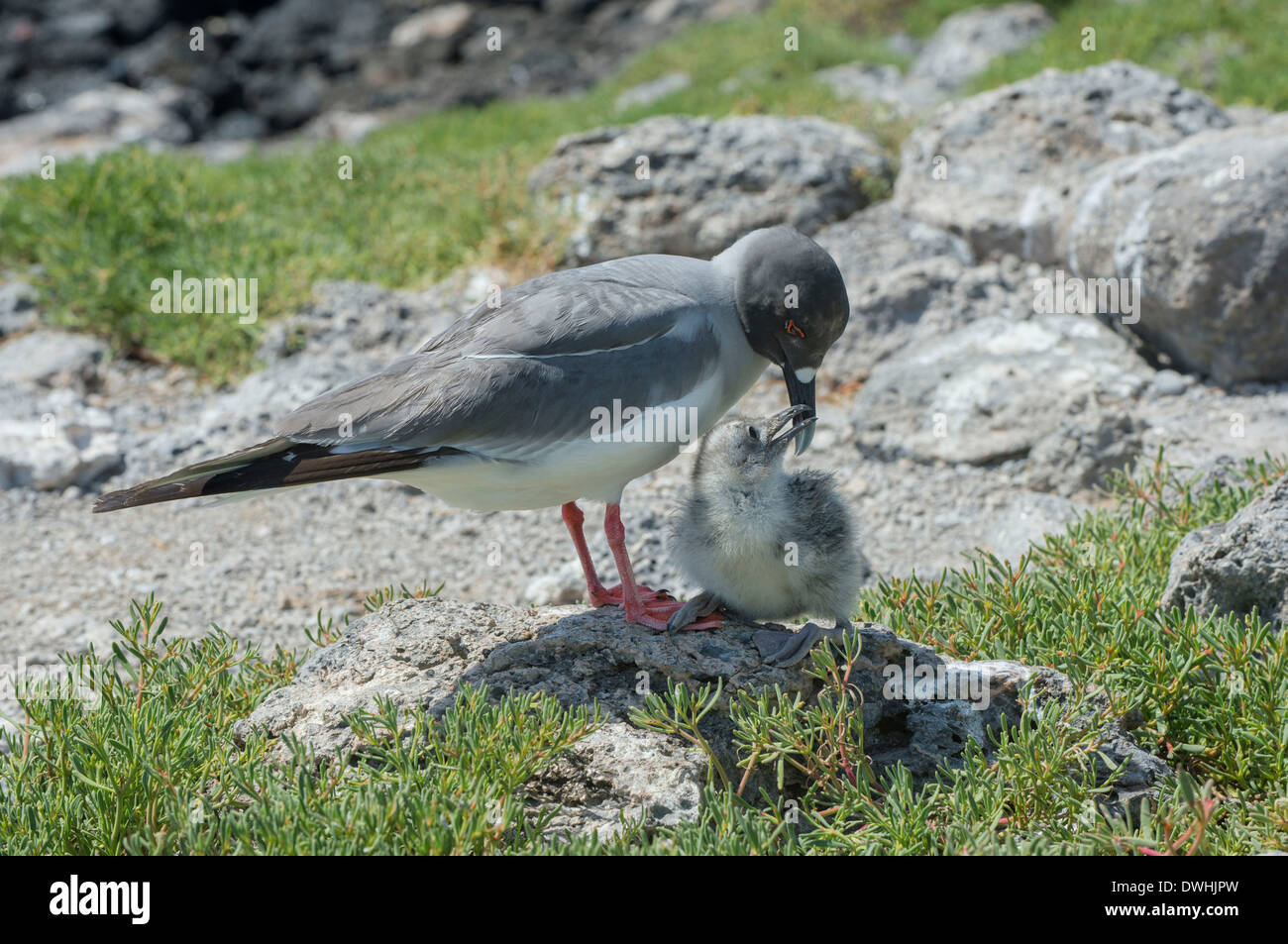 Female gull hi-res stock photography and images - Alamy