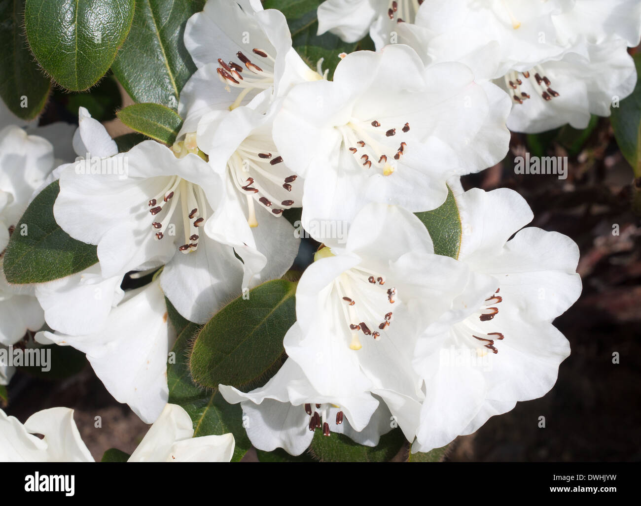White flowers of dwarf evergreen rhododendron shrub Snow Lady, from ...