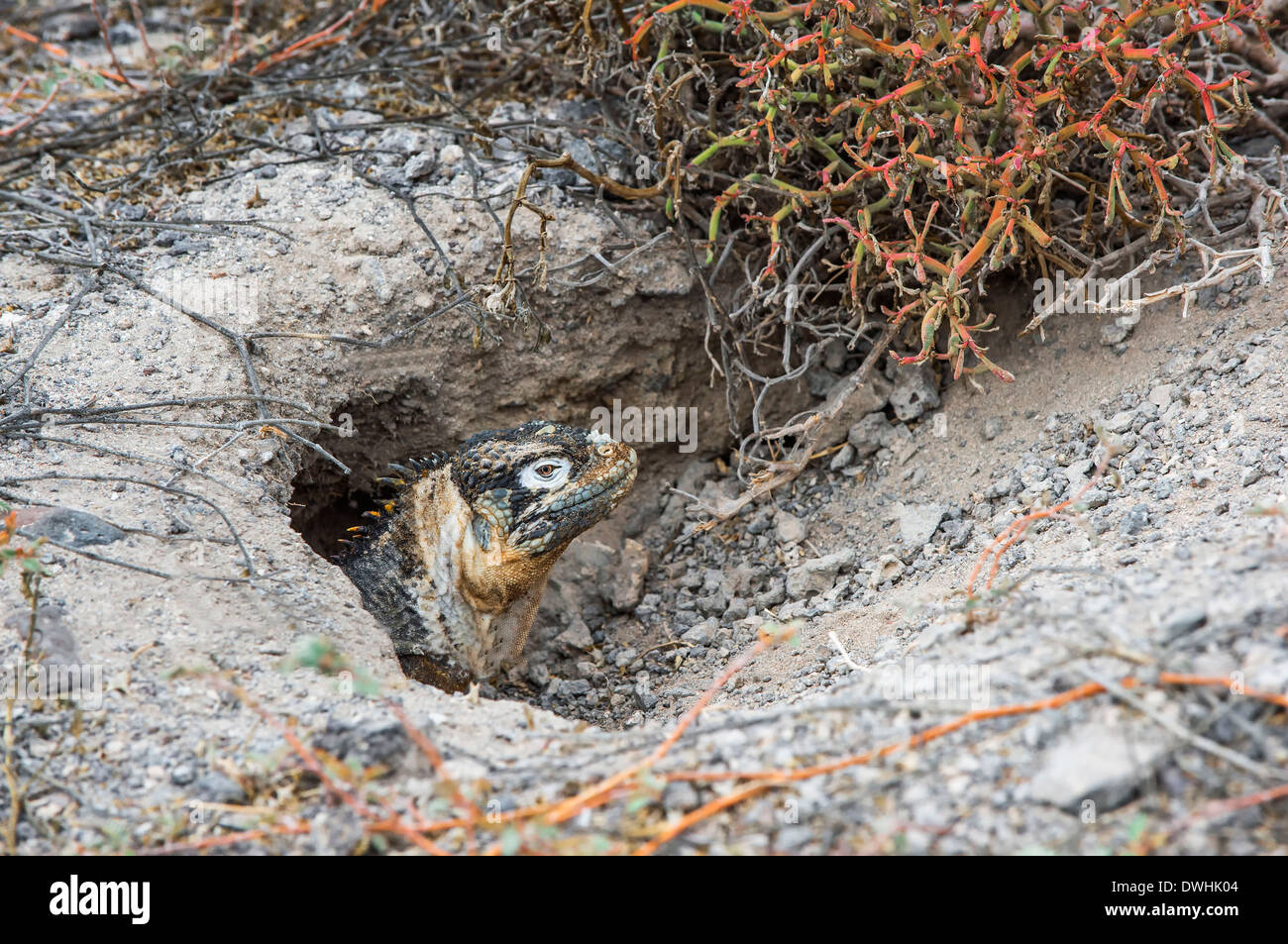 Galapagos land iguana conolophus subcristatus in its burrow hi-res ...