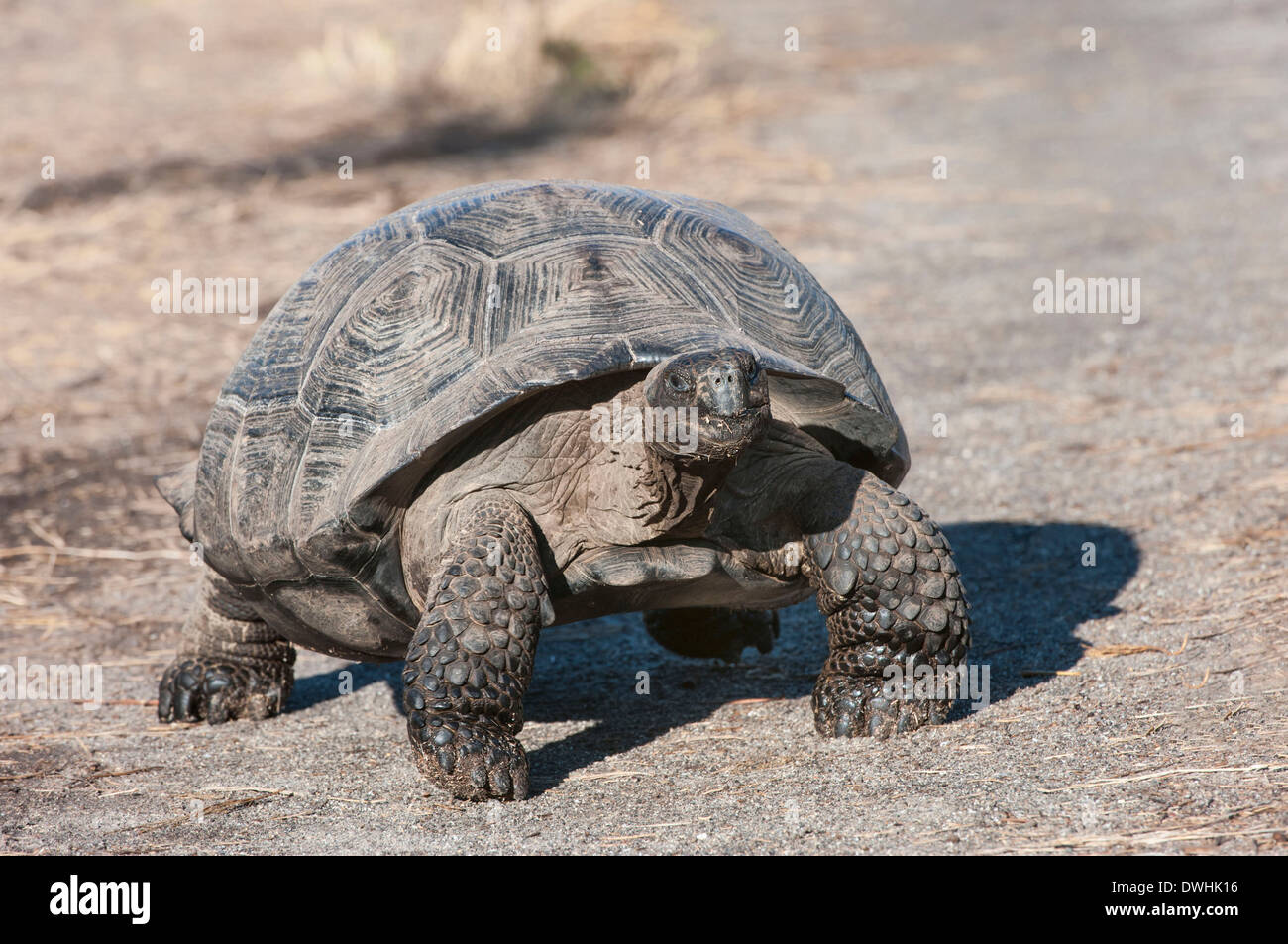 Tortoise stands hi-res stock photography and images - Alamy