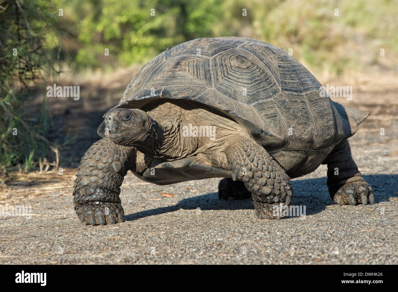 Galapagos Giant Tortoise Stock Photo - Alamy