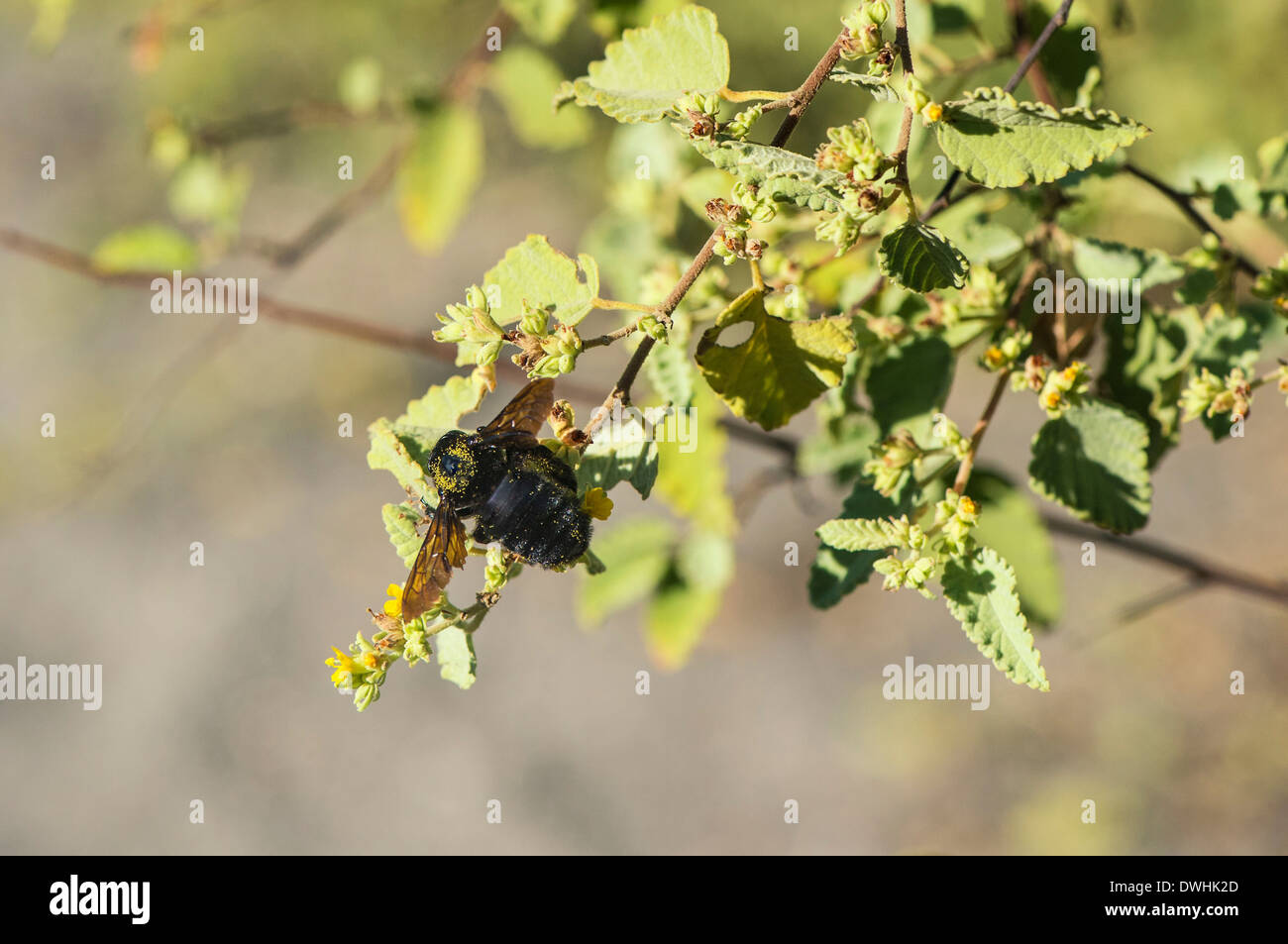 Insects of the galapagos islands hi-res stock photography and images ...