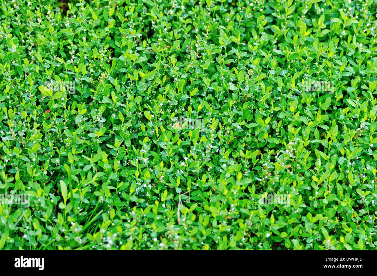 Texture of fresh green grass with small white flowers Stock Photo - Alamy