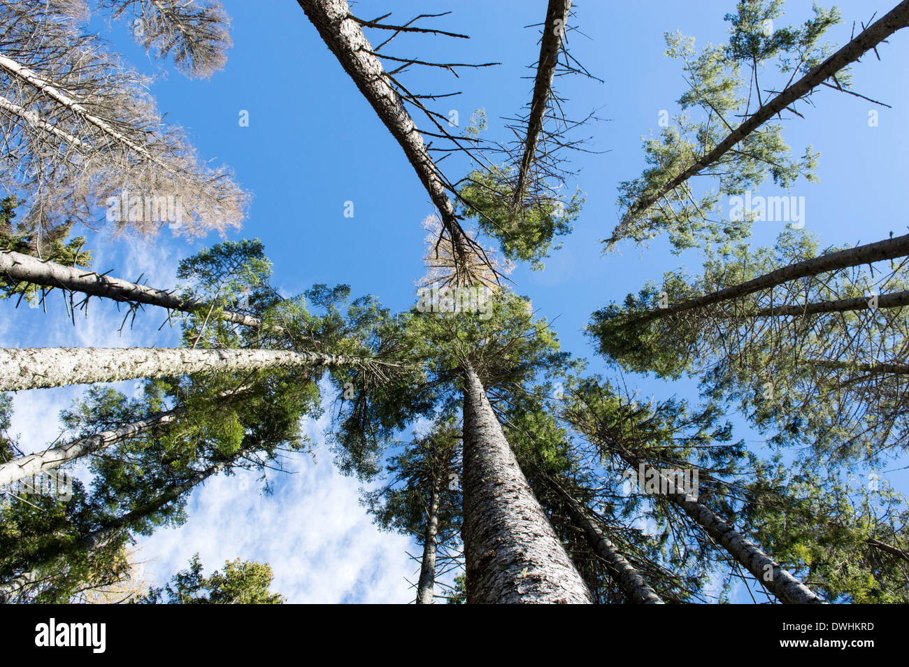 winter blue sky through the canopy of tall mountain trees Stock Photo ...