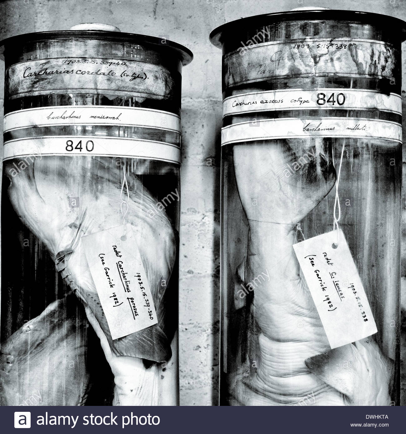 Preservatives Jars High Resolution Stock Photography and Images - Alamy