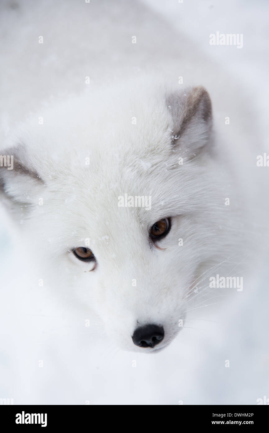 Arctic fox in the snow in Norway Stock Photo - Alamy