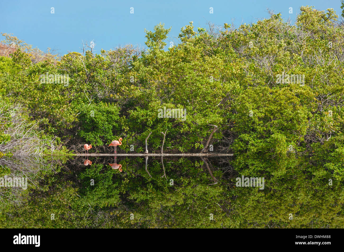 Phoenicopterus ruber galapagos hi-res stock photography and images - Alamy