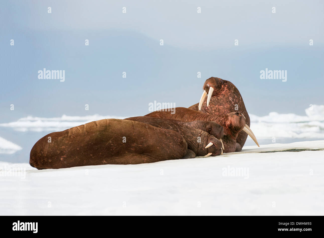 Group of walrus odobenus rosmarus resting on the ice hi-res stock ...