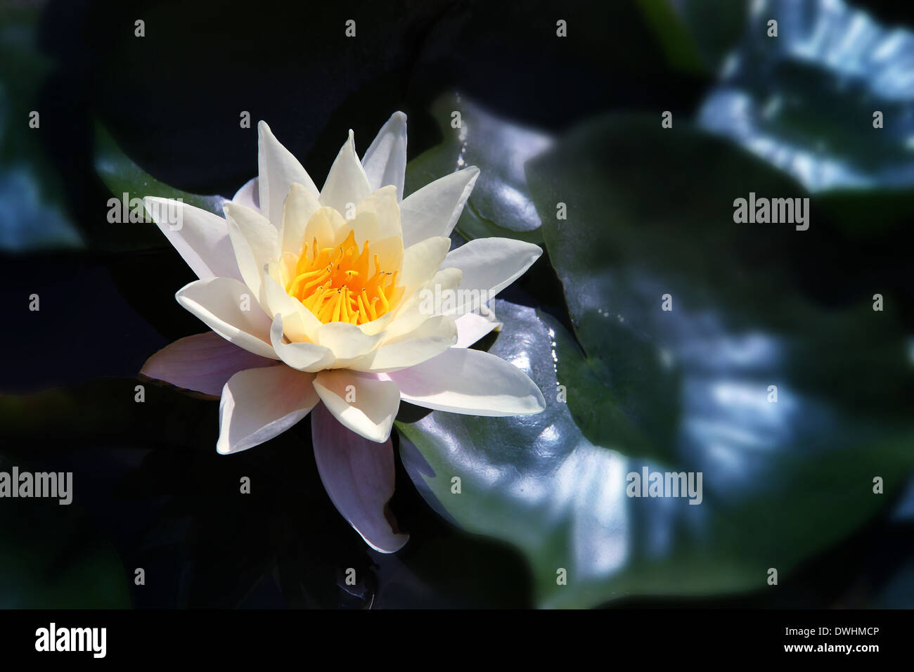 White Lotus on the River in moonlight Stock Photo - Alamy