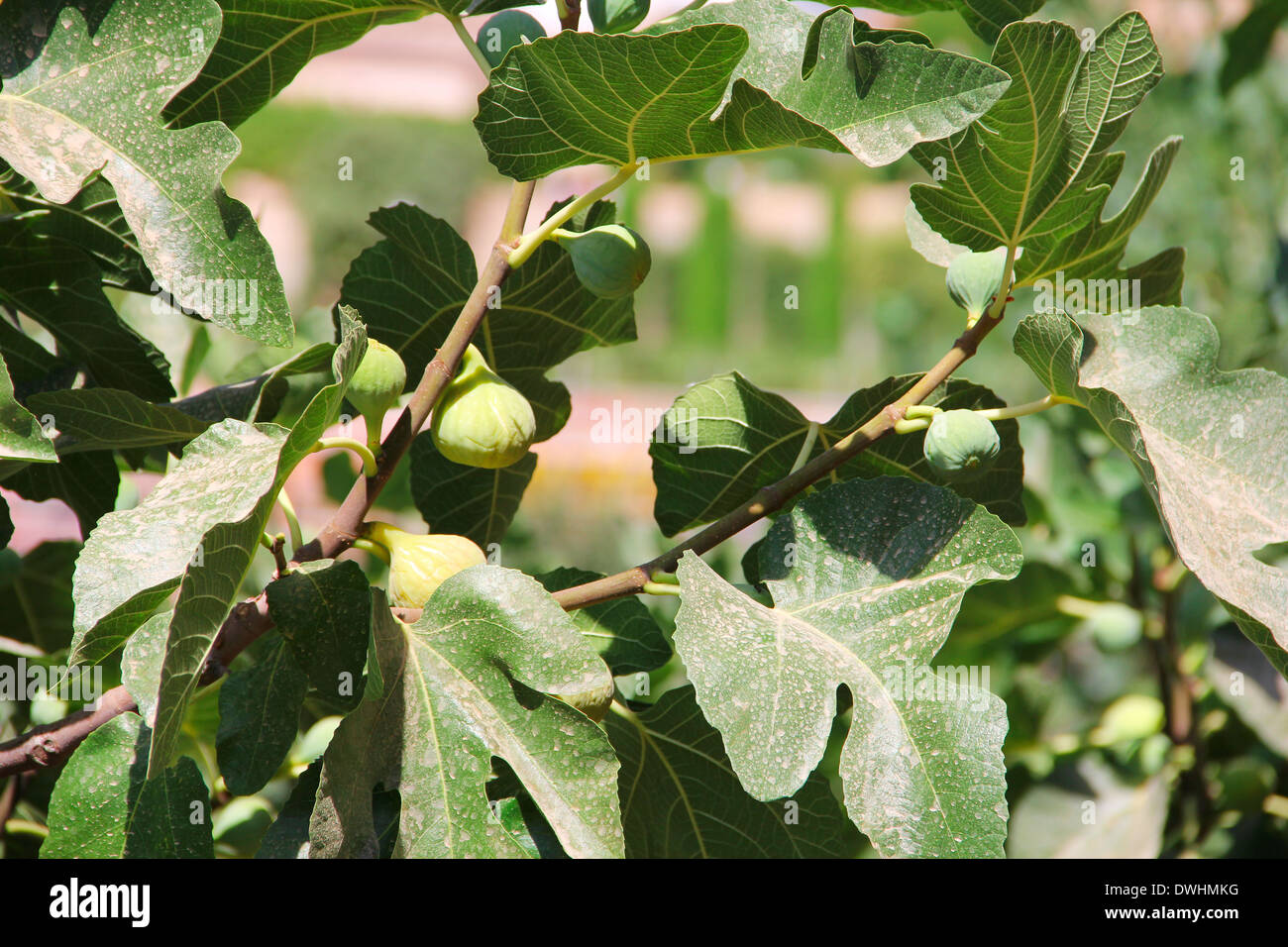 Green figs on the graden tree close up Stock Photo - Alamy