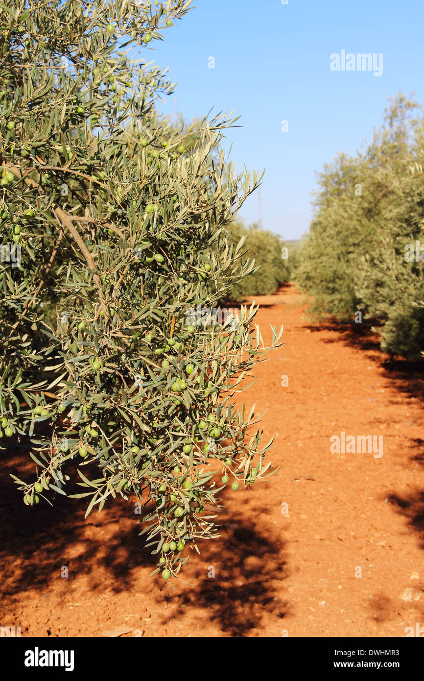 Beautiful olive trees in garden with red soil Stock Photo - Alamy