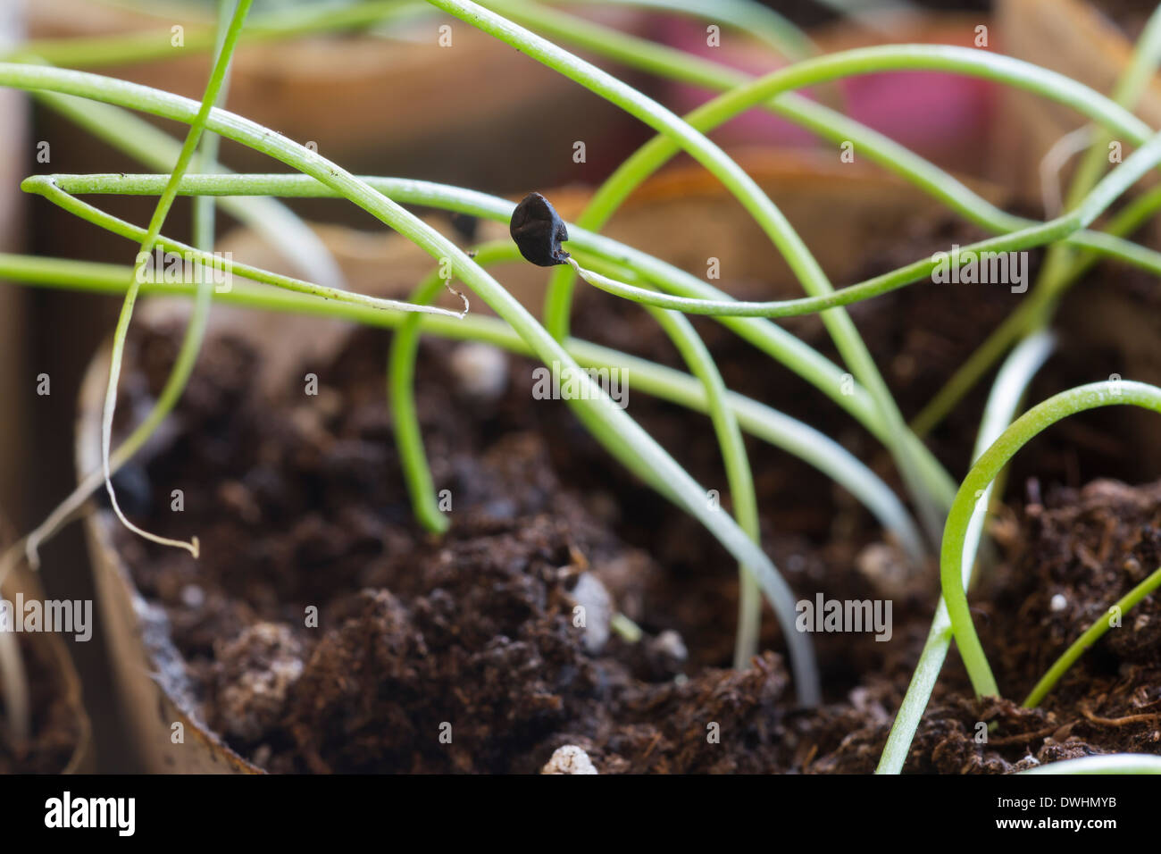 Onion seedlings greenhouse hi-res stock photography and images - Alamy