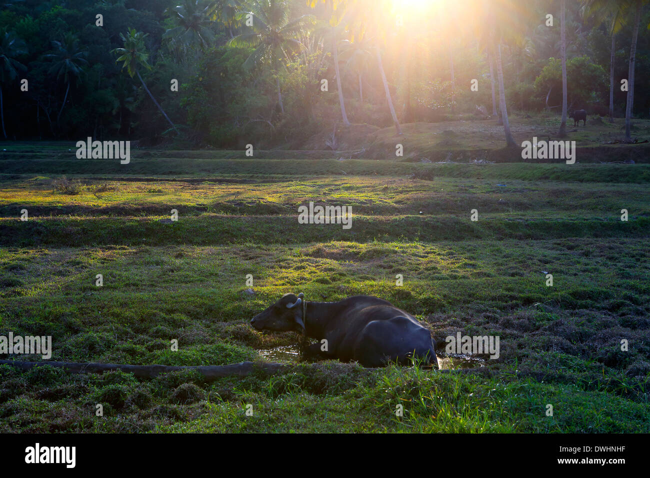 Water buffalo lying down hi-res stock photography and images - Alamy