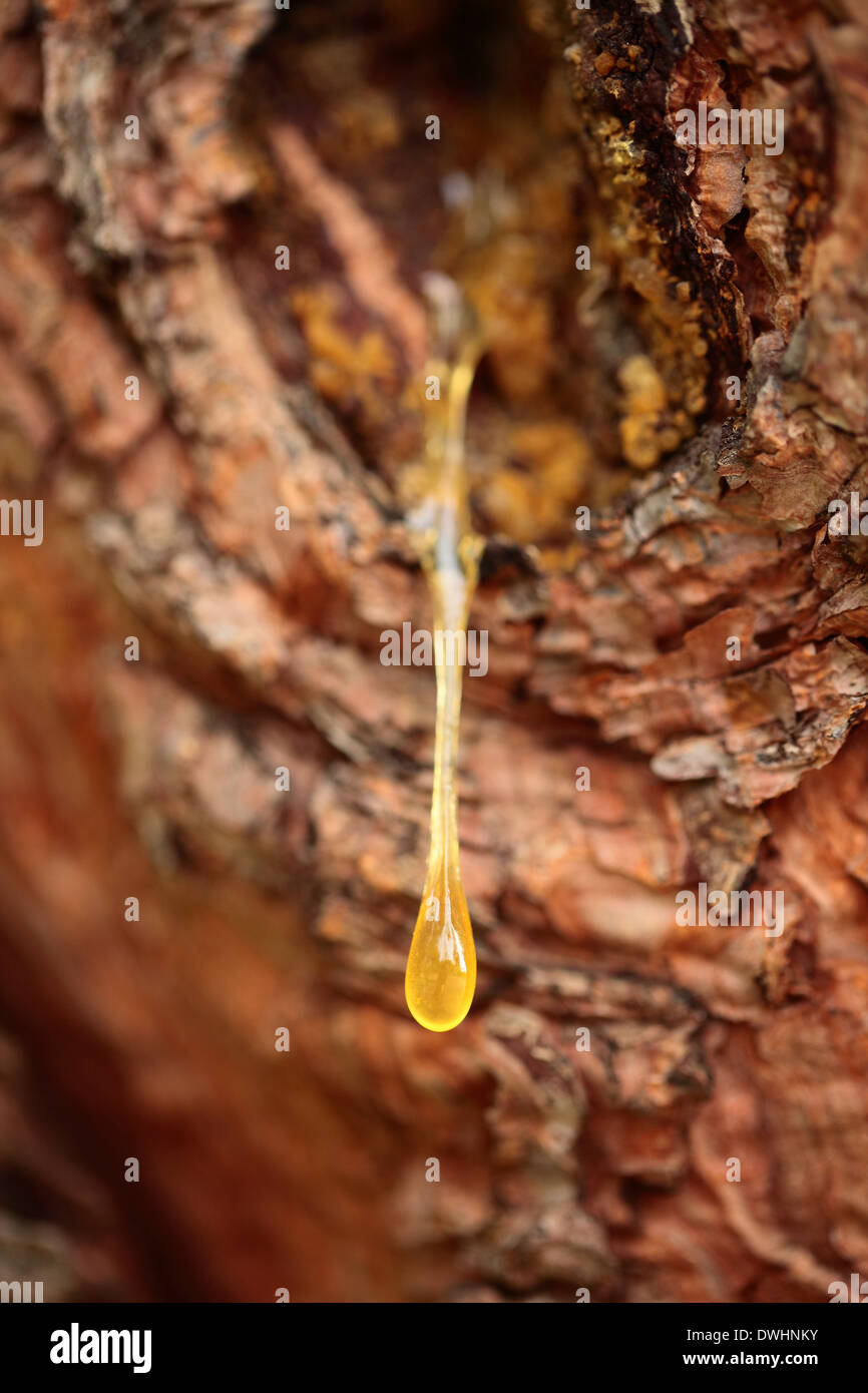 Pine resin hi-res stock photography and images - Alamy