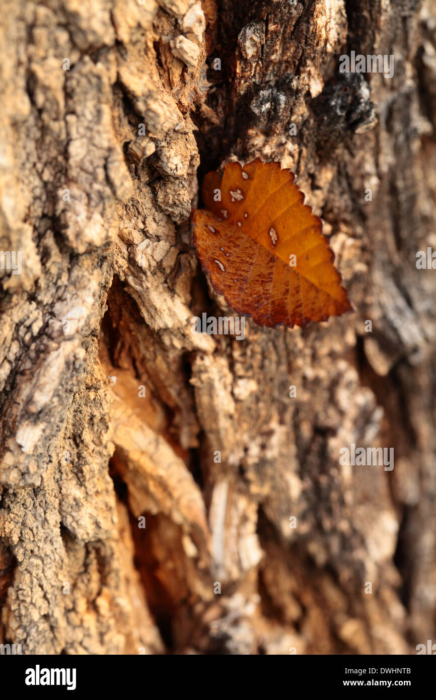 Autumn forest tree bark and dry yellow leaf Stock Photo - Alamy