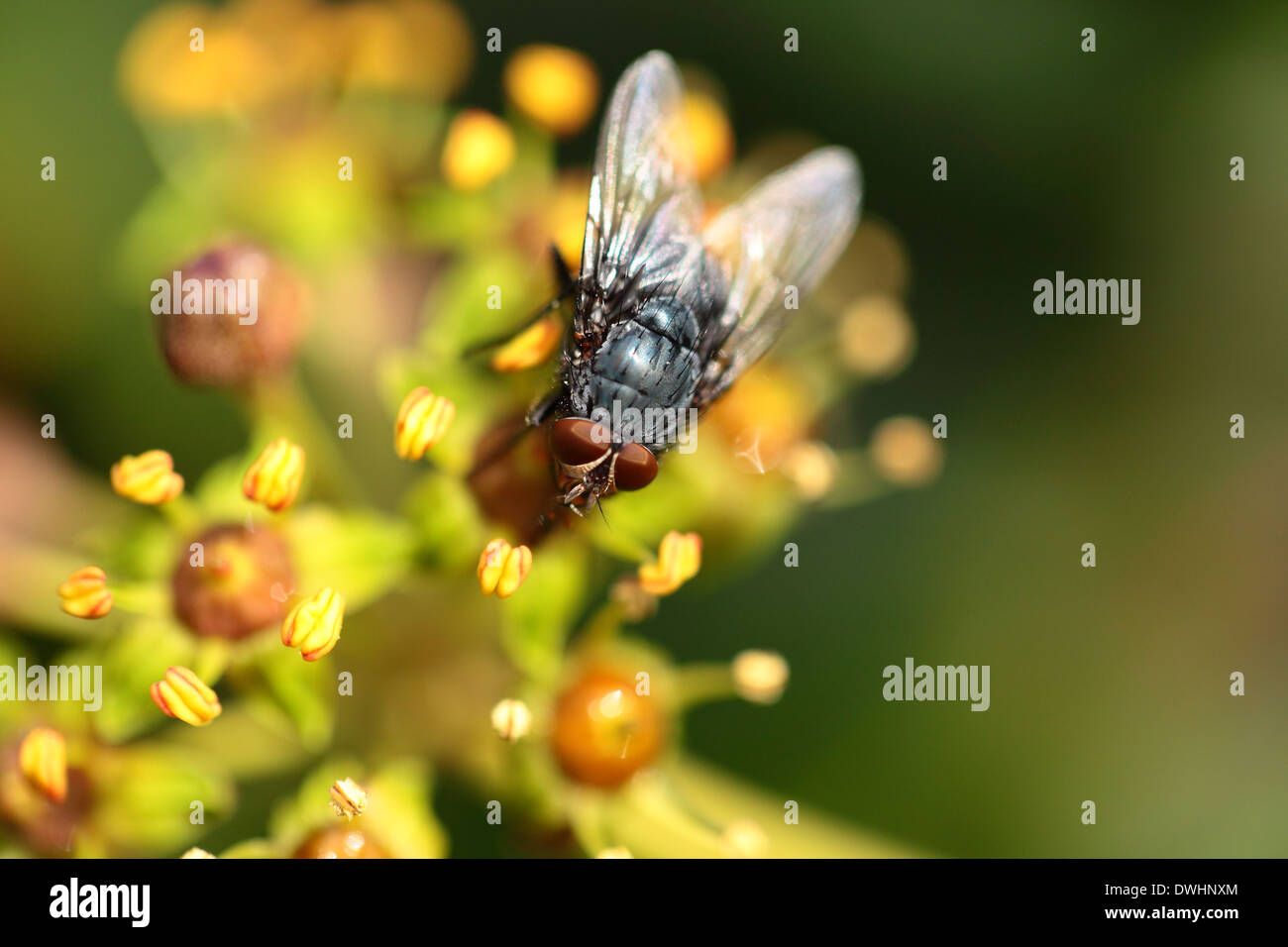 Housefly aka house fly over natural background, Musca domestica Stock ...