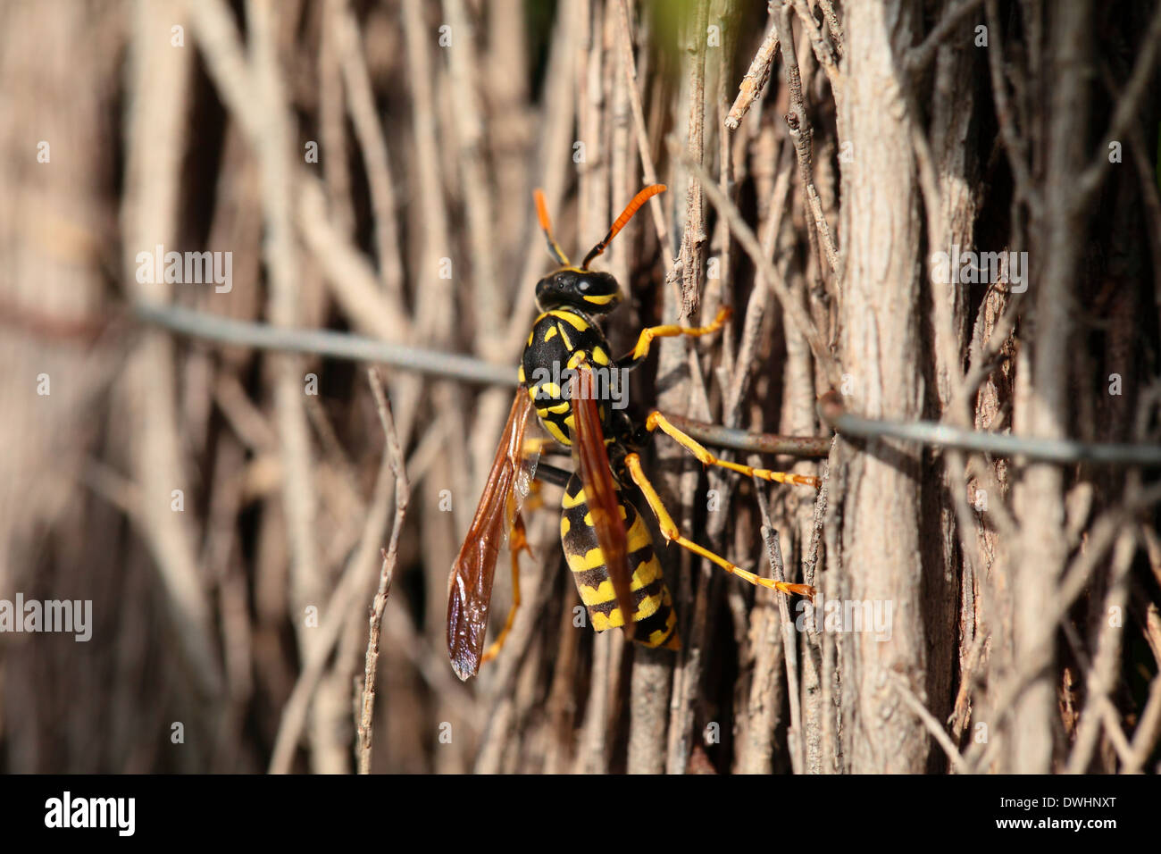 Closeup of Large wasp natural background Stock Photo - Alamy